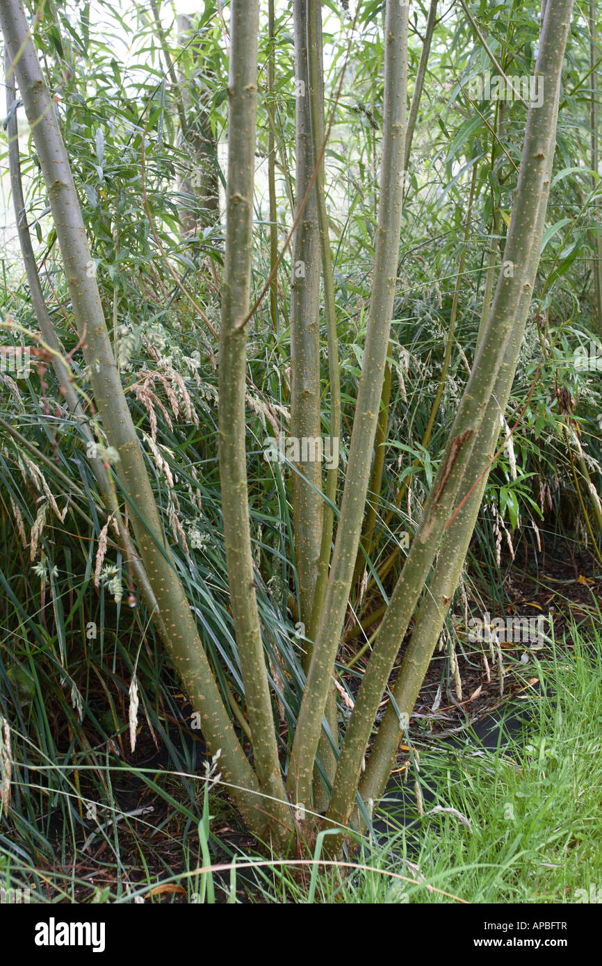 GROWING WILLOW ONE YEARS GROWTH ON THREE YEAR OLD TREES Stock Photo - Alamy