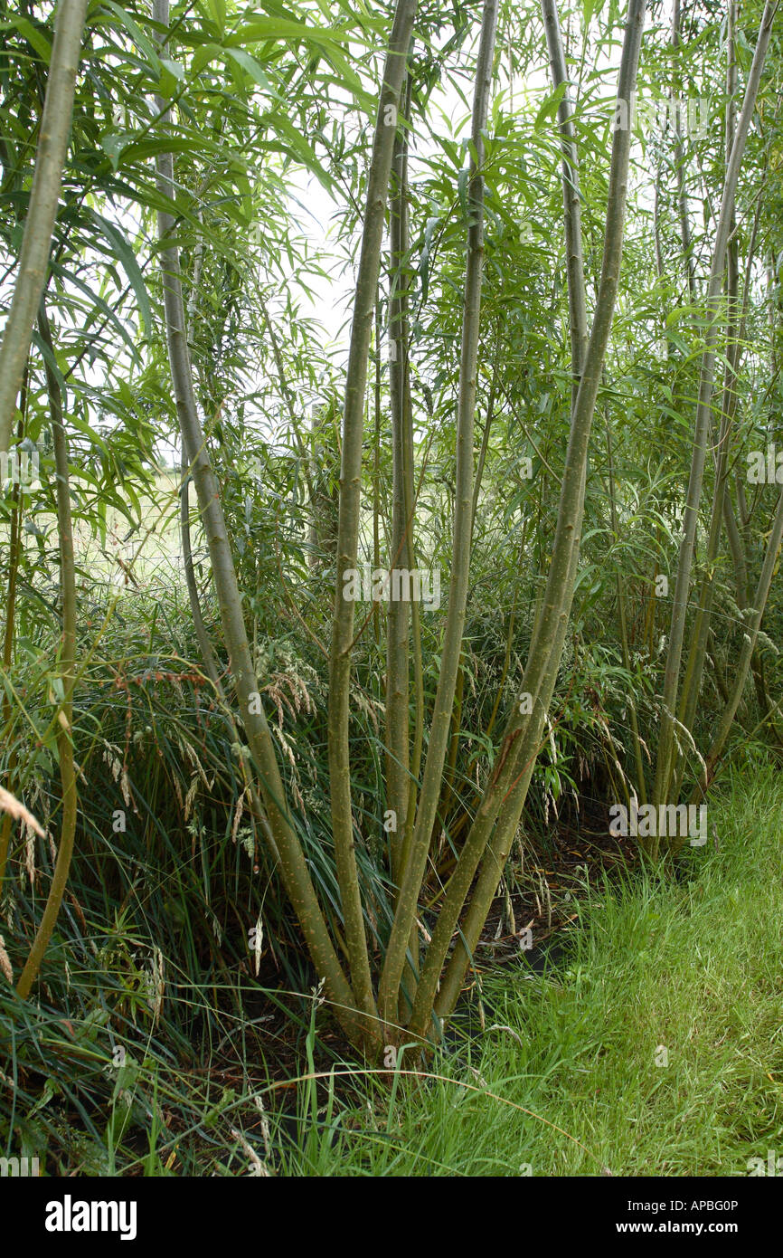 GROWING WILLOW ONE YEARS GROWTH ON THREE YEAR OLD TREES Stock Photo - Alamy