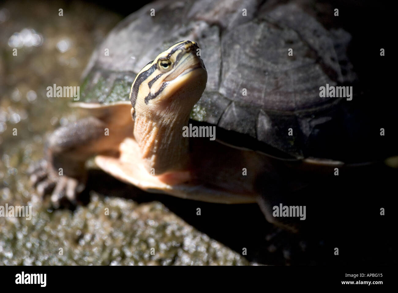 Bali amphibian hi-res stock photography and images - Alamy