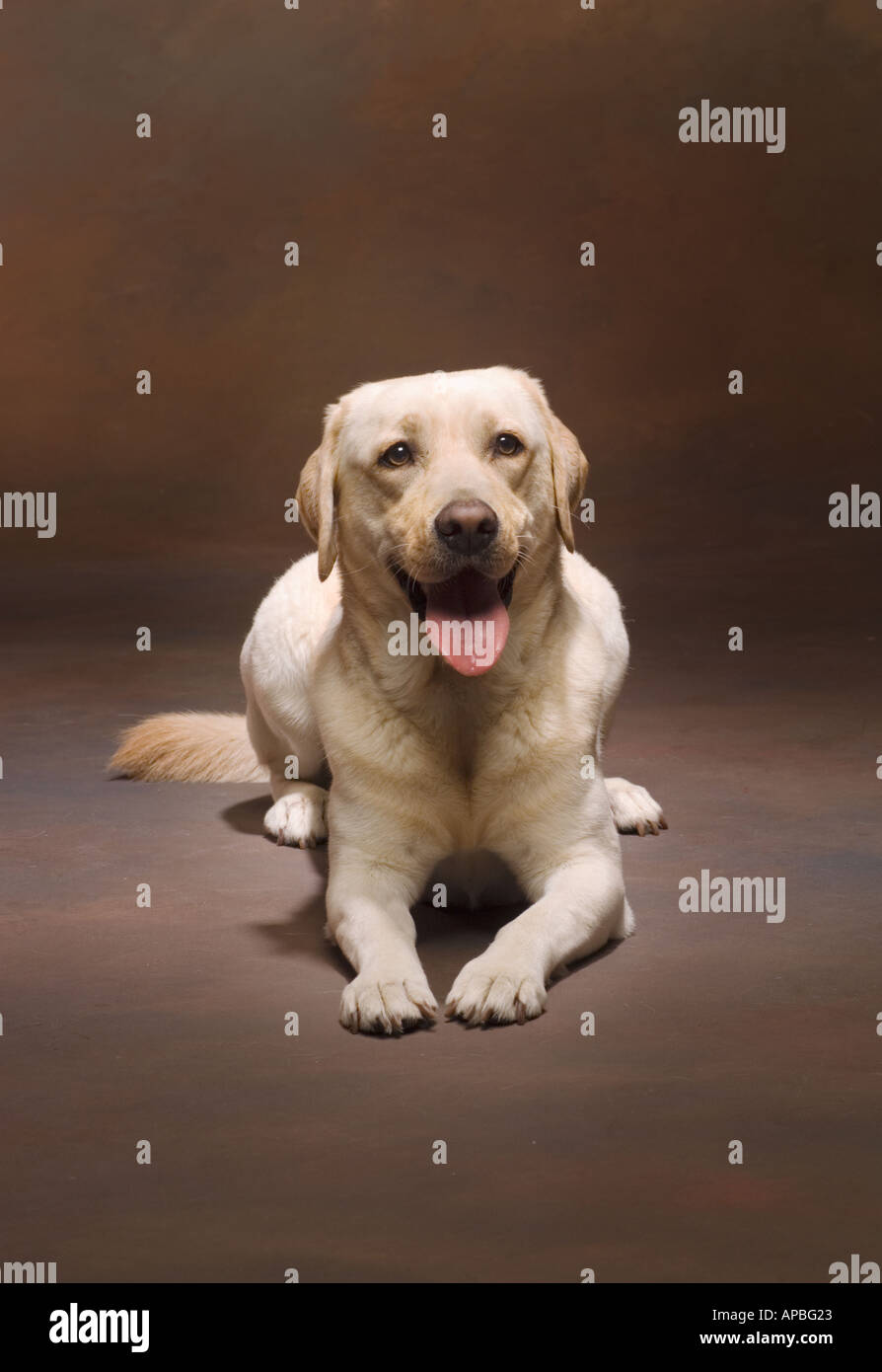 Color vertical image of a yellow labrador retriever dog lying at ...