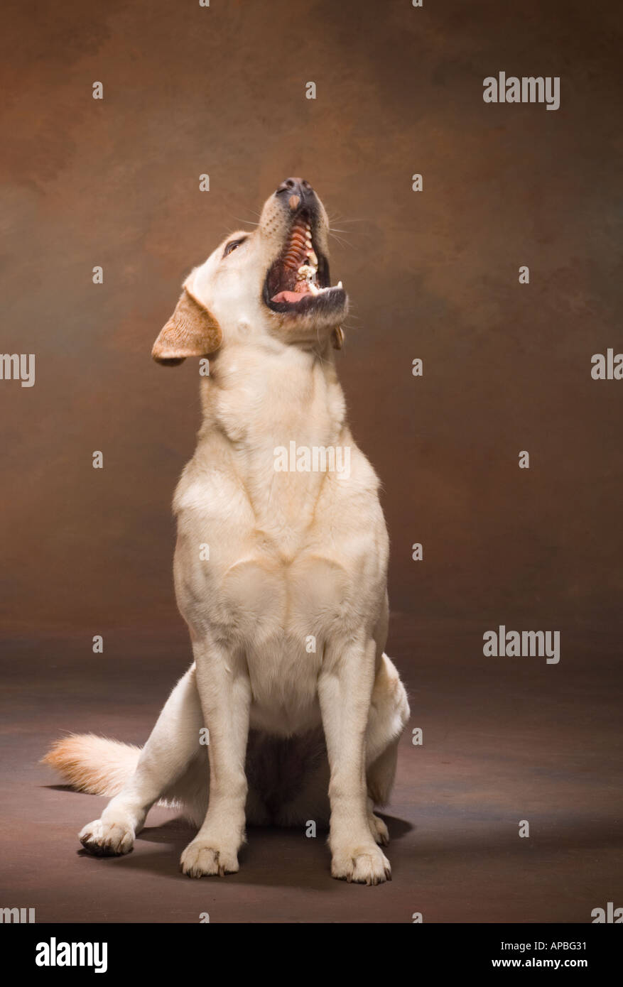 Color vertical image of a yellow labrador retriever howling with head ...