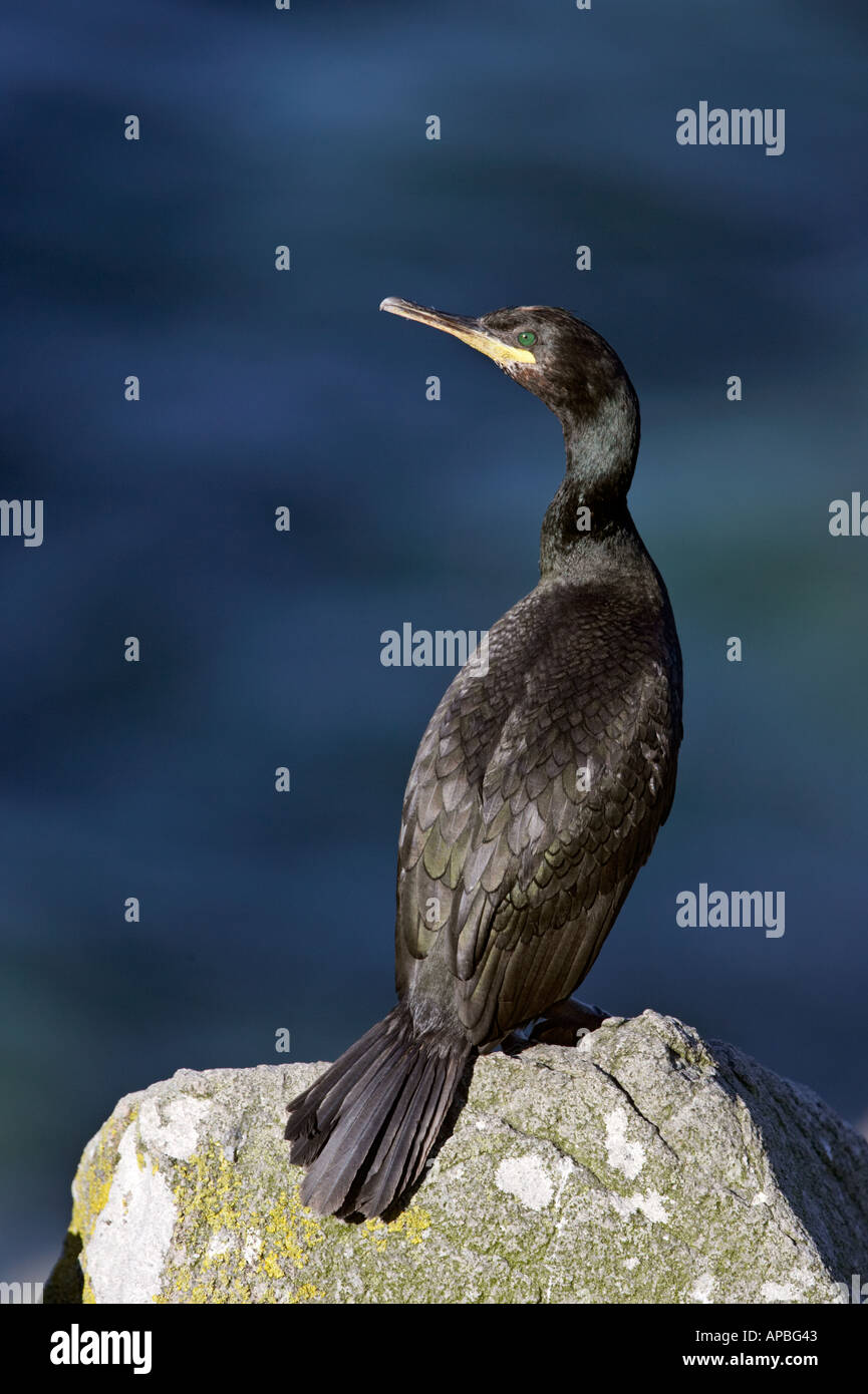 Black shag bird hi-res stock photography and images - Alamy