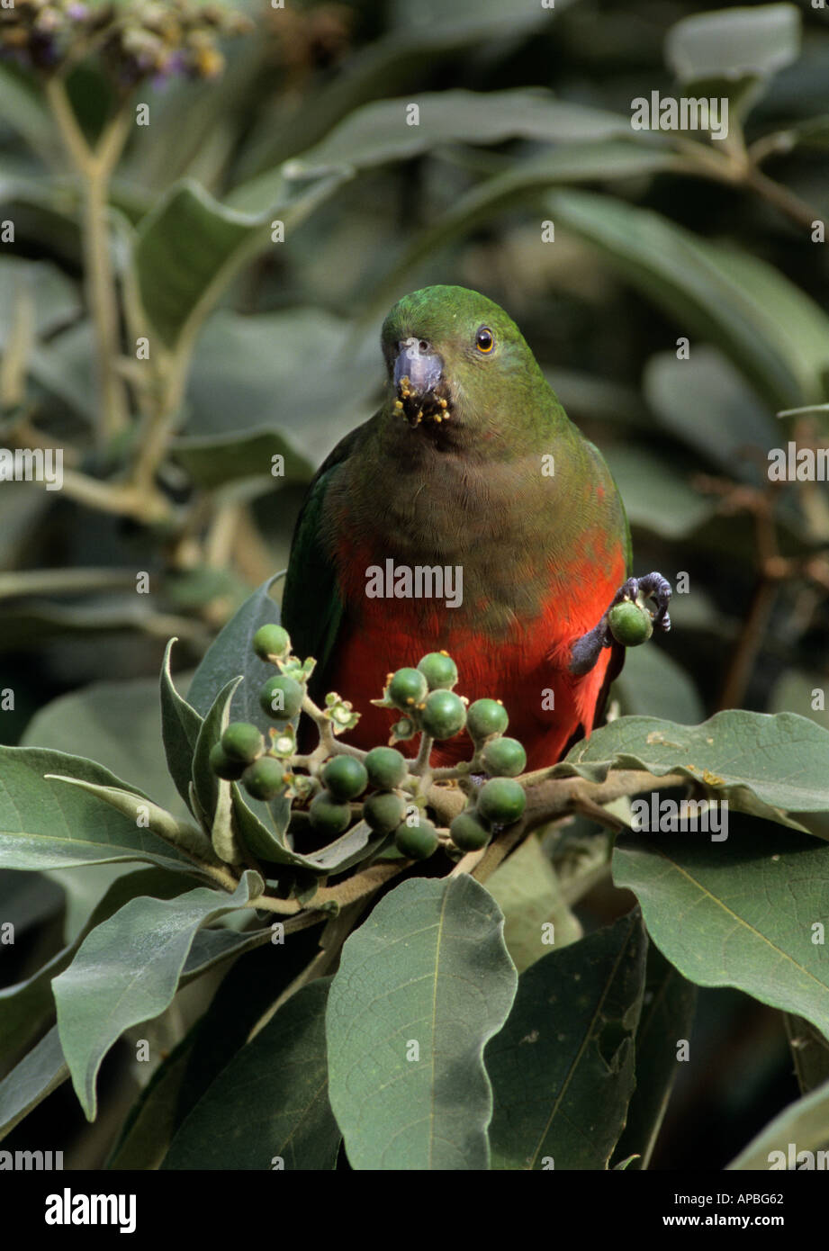 Female king parrot (Alisterus scapularis). Lamington National Park ...