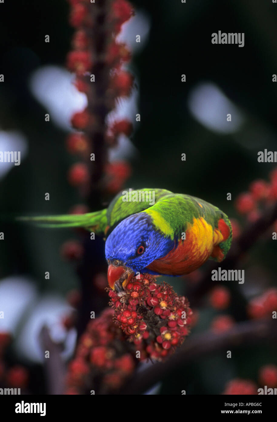 Rainbow lorikeet (Trichoglossus haematodus) feeding on nectar ...