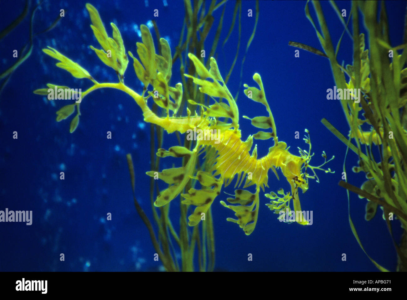 Leafy sea dragon, Phycodurus equus ,Australia, Captive Stock Photo - Alamy
