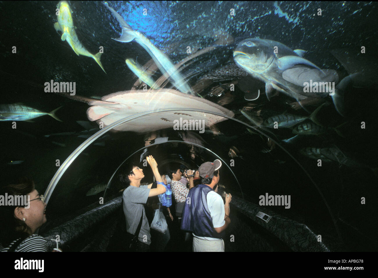 Walk through aquarium tunnel underwater hi-res stock photography and ...