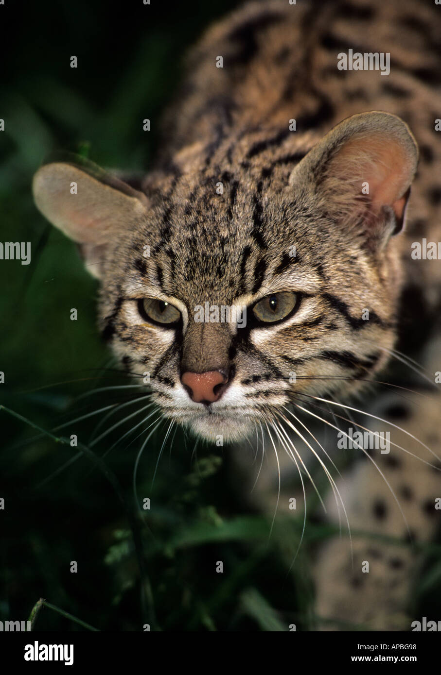 Geoffroy s cat Oncifelis geoffroyi Southern S America Stock Photo - Alamy