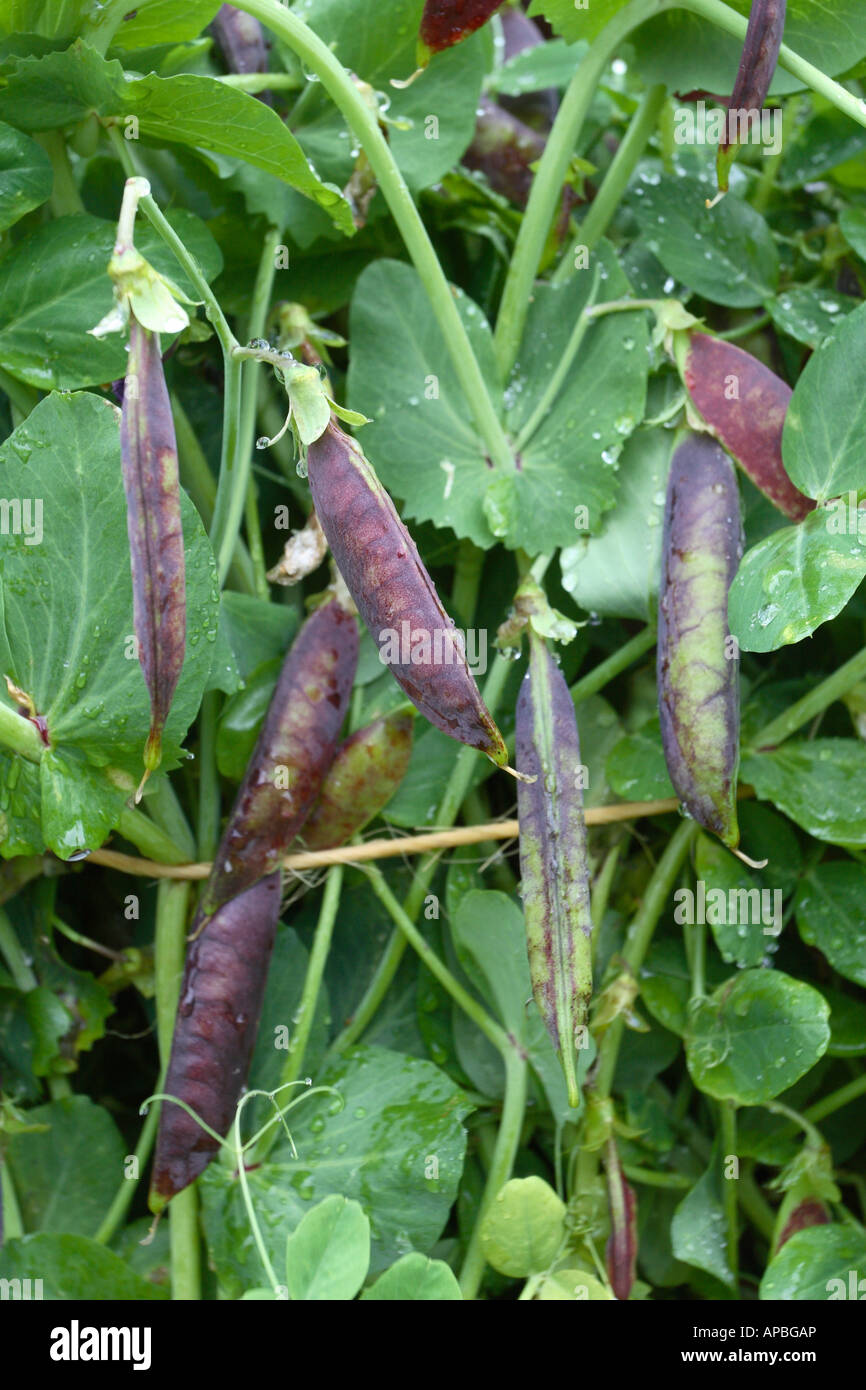 PURPLE PODDED PEAS MATURING CLOSE UP Stock Photo - Alamy