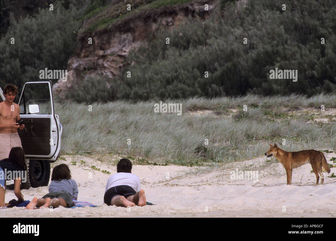 Dingo with tourists, Fraser Island, Queensland, Australia Stock Photo ...