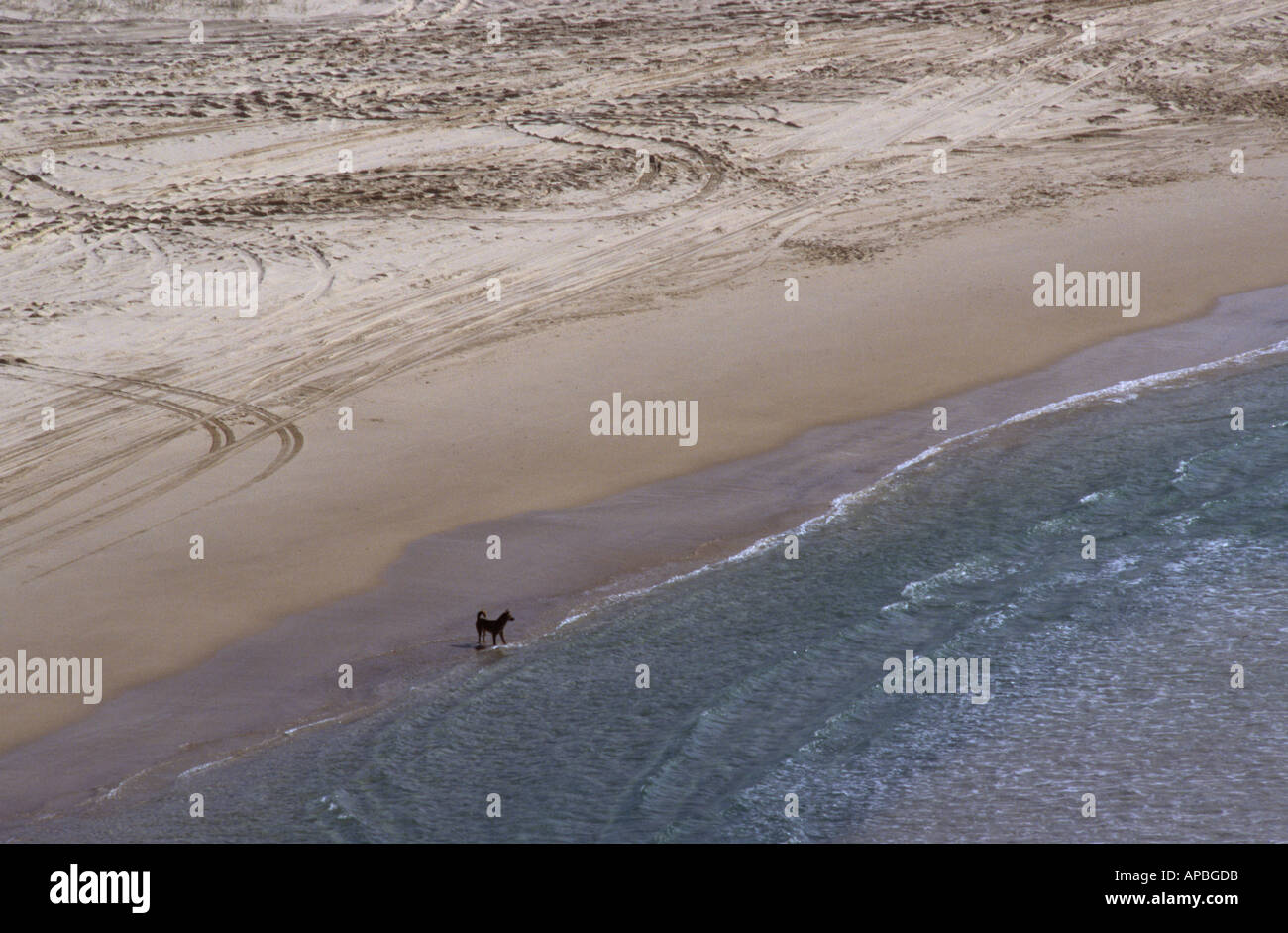 Dingo, Fraser Island, Queensland, Australia Stock Photo - Alamy