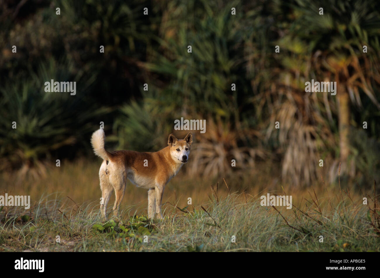 Dingo, Fraser Island, Queensland, Australia Stock Photo - Alamy