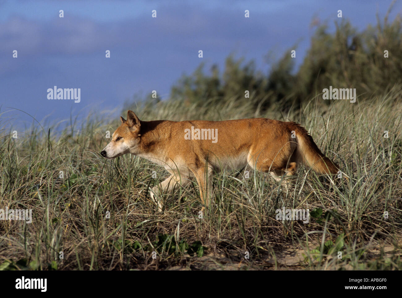 Dingo, Fraser Island, Queensland, Australia Stock Photo - Alamy