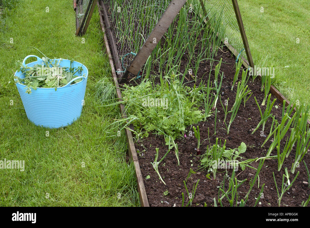 WEEDING ONIONS WEEDS GROW RAPIDLY DURING GROWING SEASON Stock Photo - Alamy
