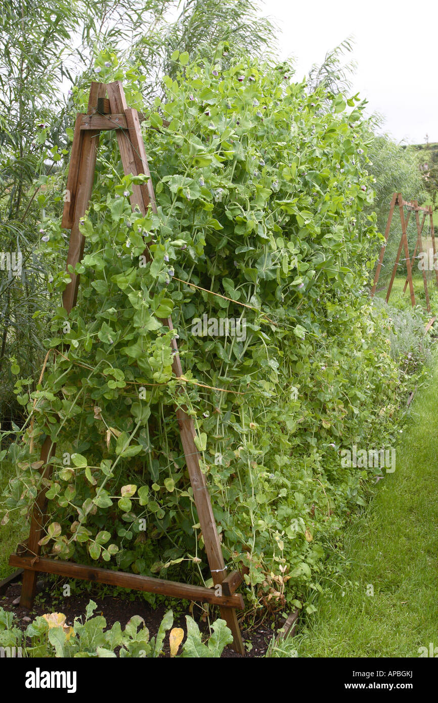 PERMENENT SUPPORT FOR PEAS USING MANUFACTURED TIMBER AND STRING Stock ...