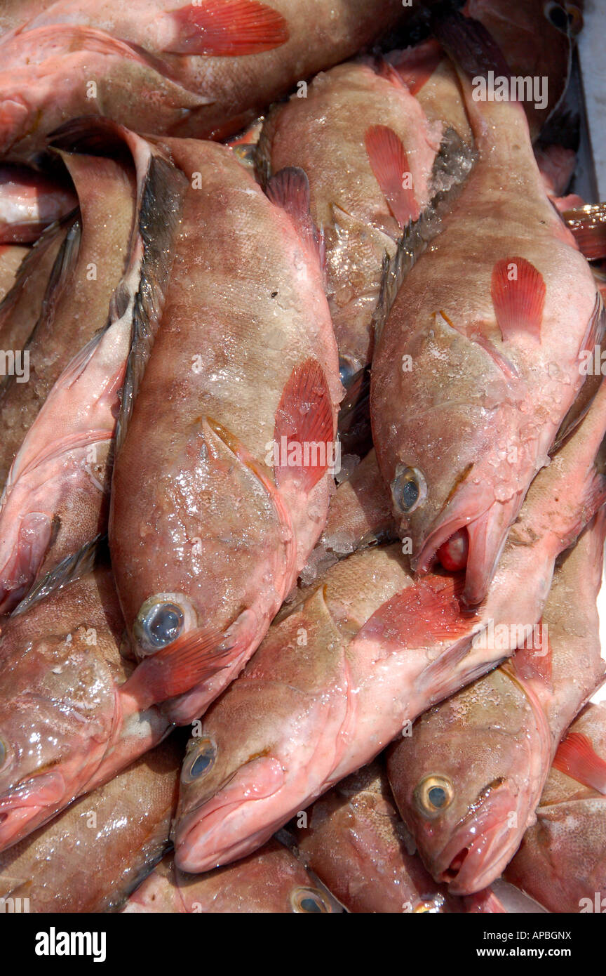 Mumbai fish hi-res stock photography and images - Alamy