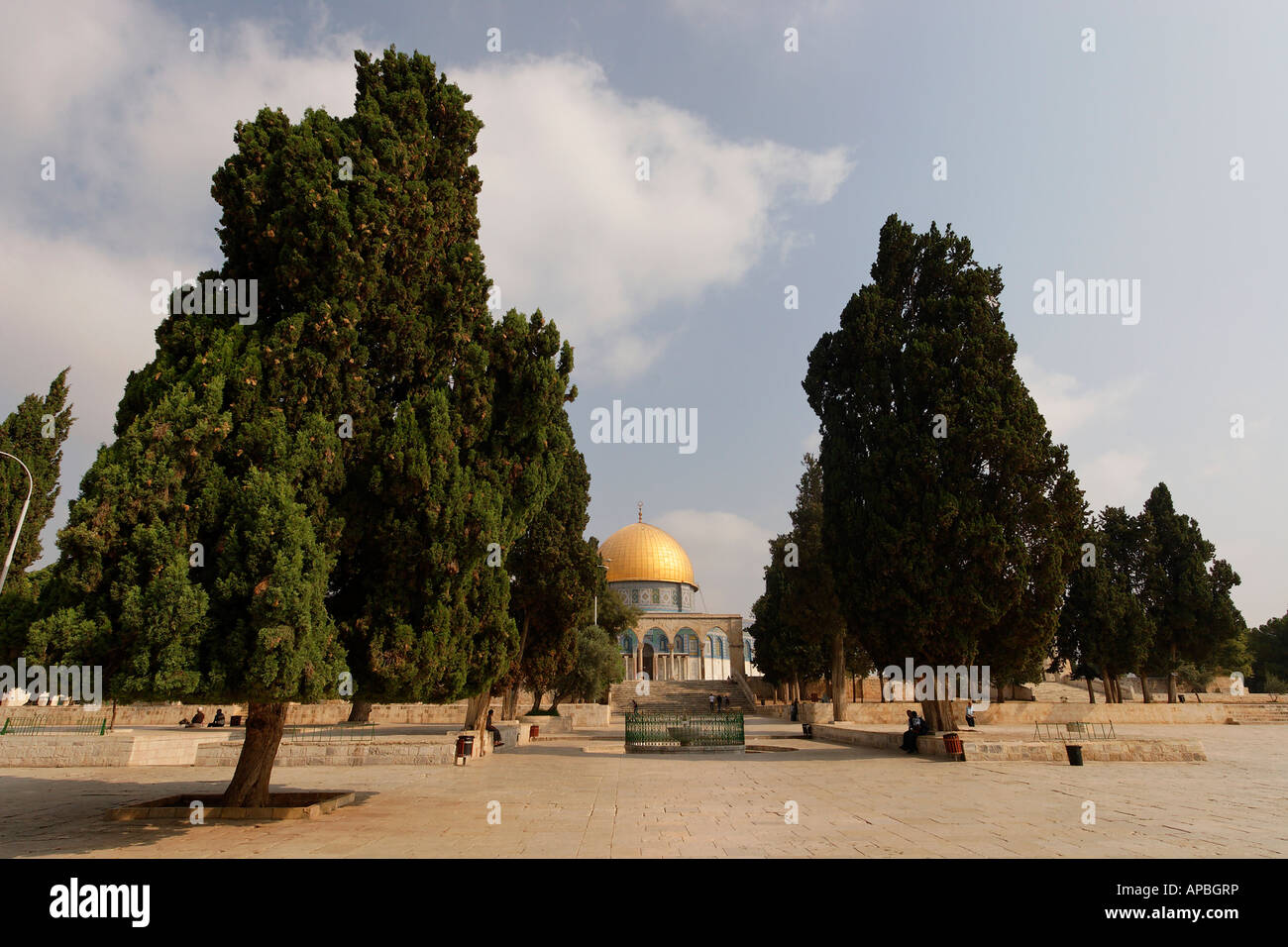Israel Jerusalem Cypress trees on Temple Mount Stock Photo - Alamy