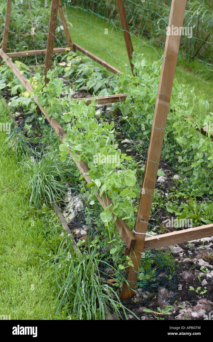 SUPPORTING PEAS USING PERMENENT WOODEN STRUCTURE AND POLY PROPYLENE ...