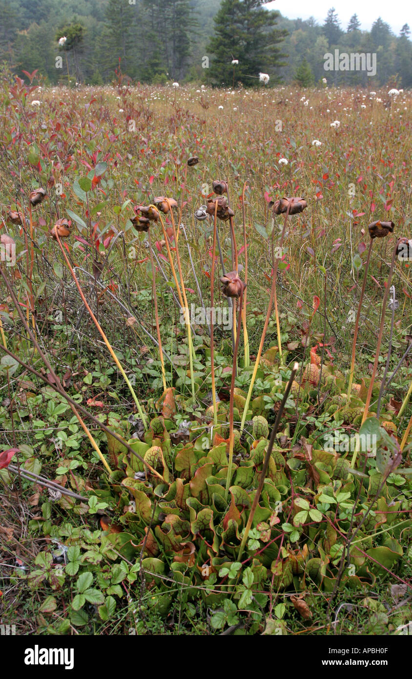 Cranberry glade hi-res stock photography and images - Alamy