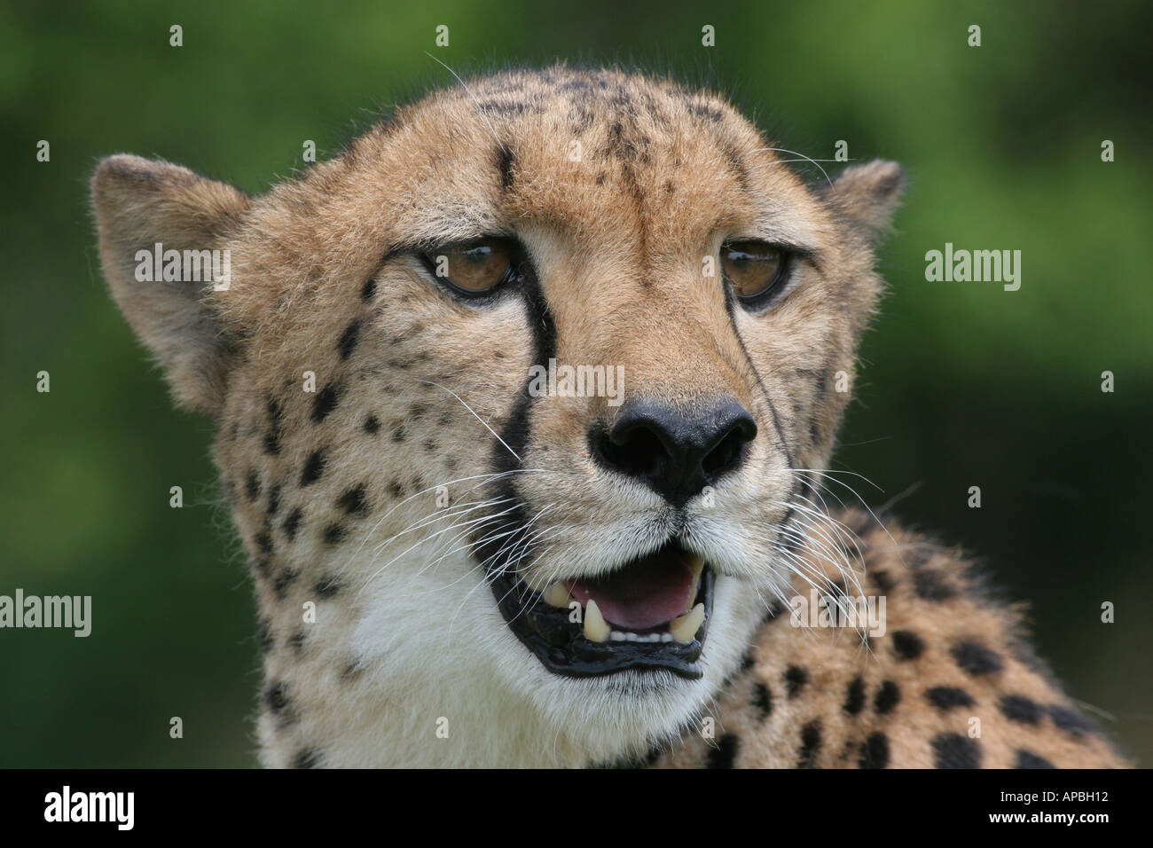 Cheetah teeth hi-res stock photography and images - Alamy