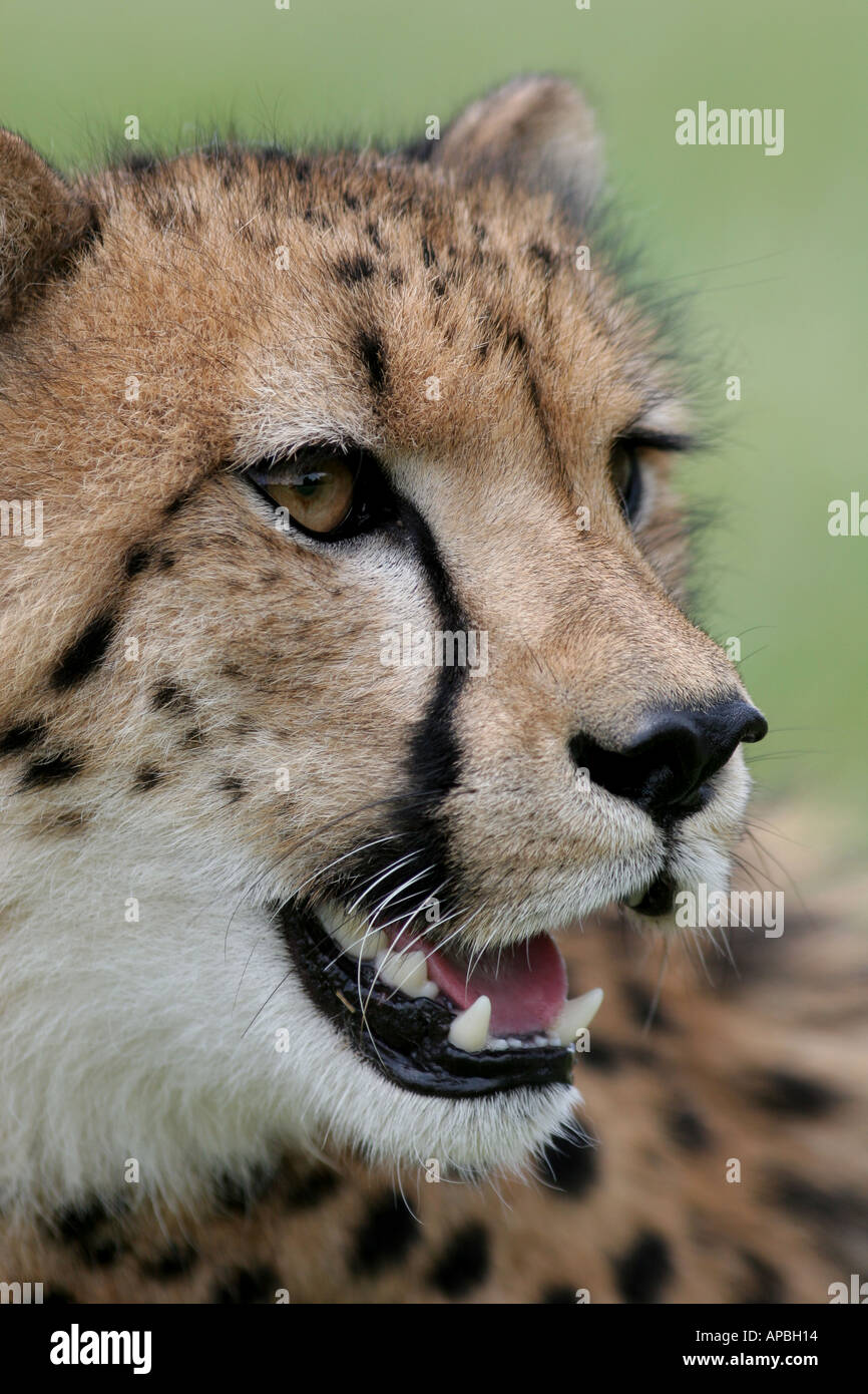 Cheetah fang hi-res stock photography and images - Alamy
