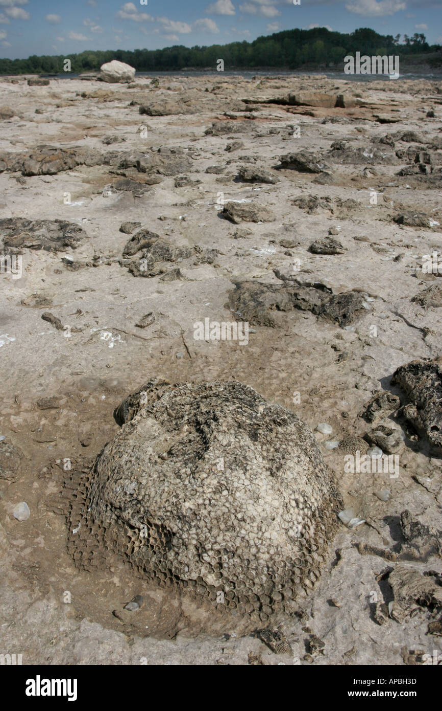 falls of the ohio river state park jeffersonville indiana ledge bedrock ...