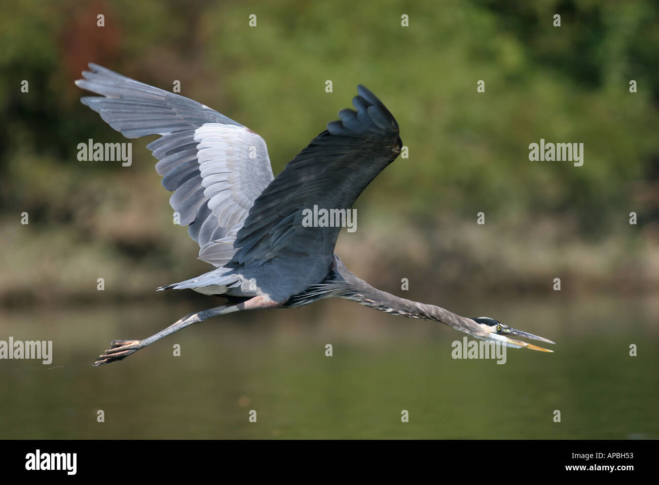 great blue heron bird horizontal fly flight flap marsh lake pond wing ...