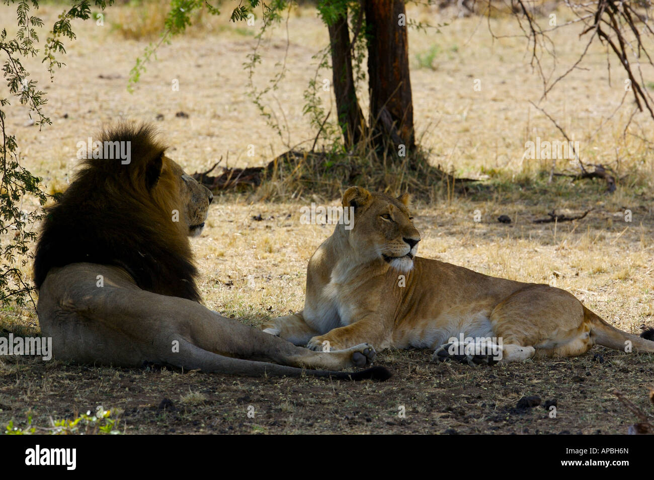 African Mating Lions Stock Photo - Alamy