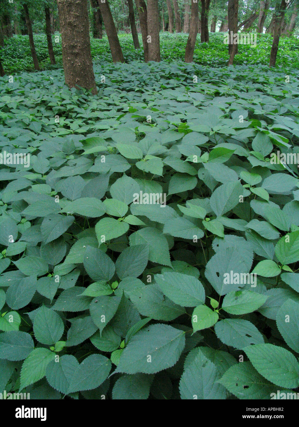 Nettle poison hi-res stock photography and images - Alamy