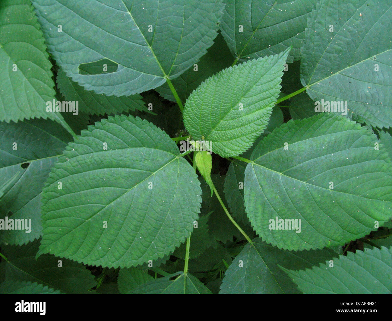stinging nettle medicinal, plant, poison, prickle, spine, sting Stock ...