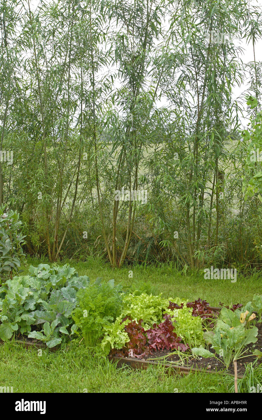 GROWING WILLOW AS A WINDBREAK FOR VEGETABLE GARDEN Stock Photo - Alamy