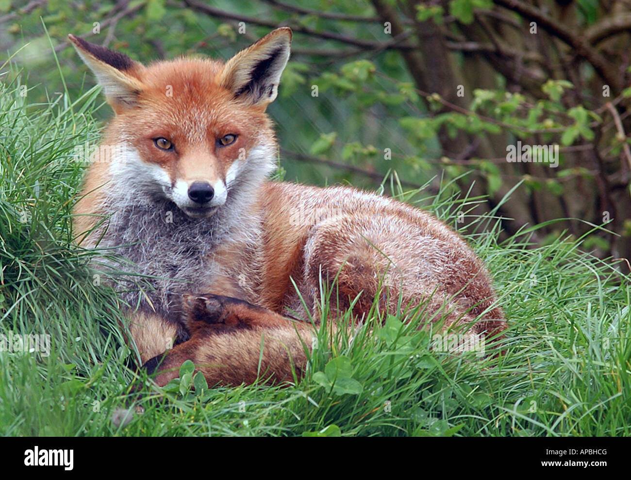 Red fox watching you Stock Photo - Alamy