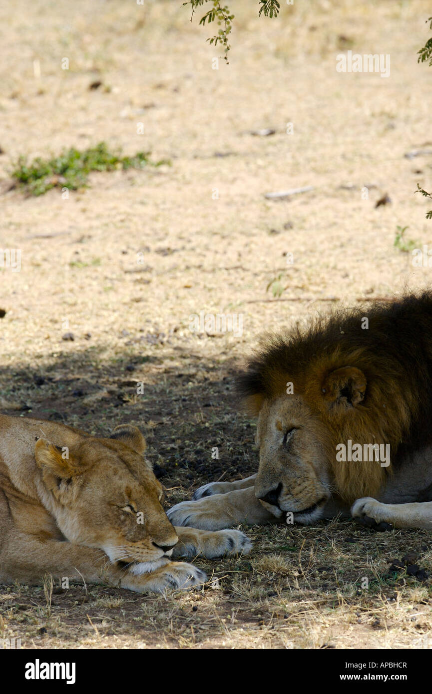 African Mating Lions Stock Photo - Alamy