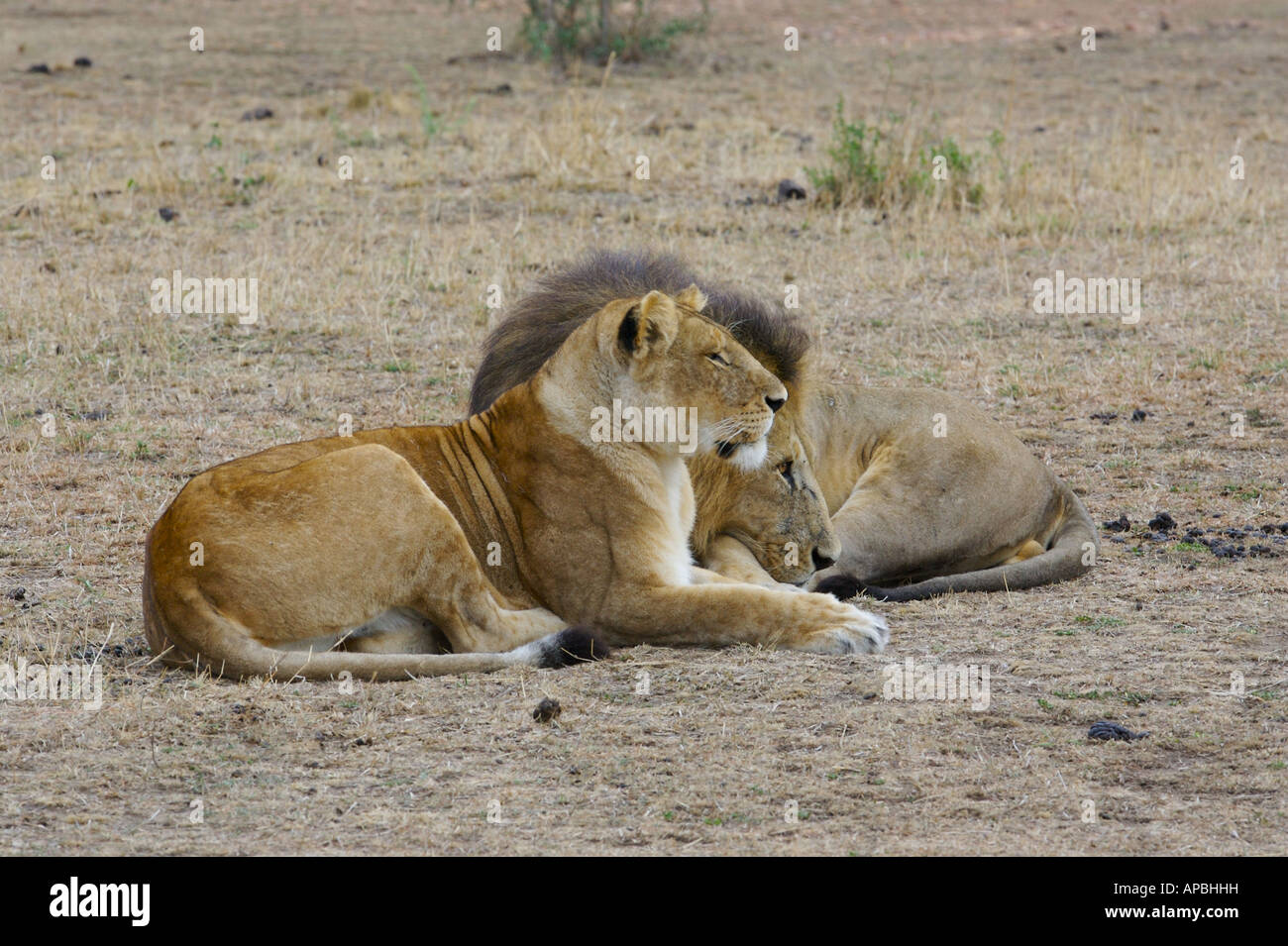 African Mating Lions Stock Photo - Alamy
