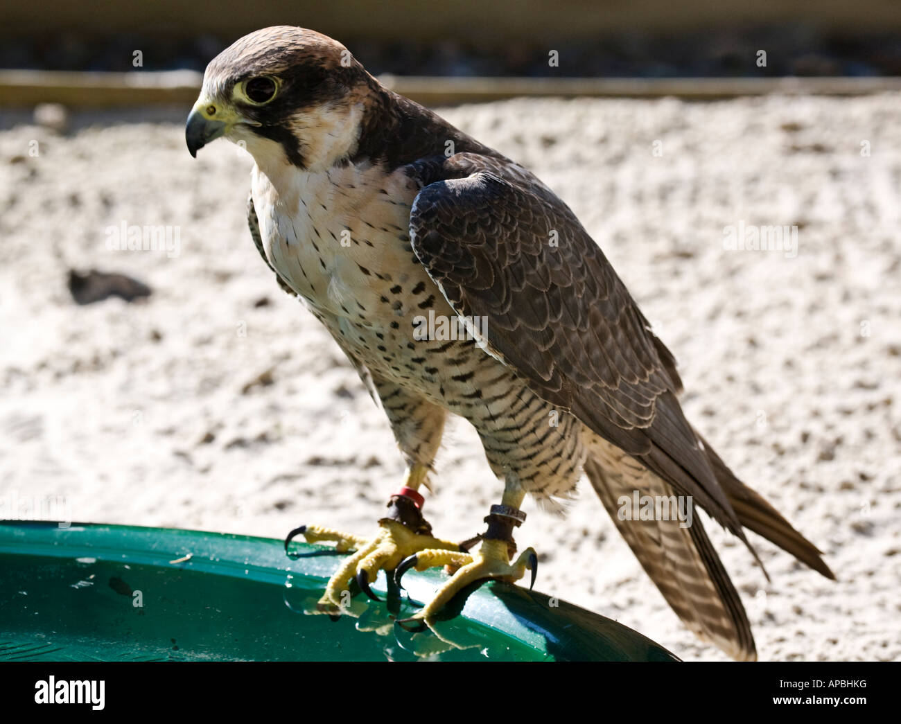 Peregrine Falcon Falco Peregrinus standing on a bowl of water Stock ...