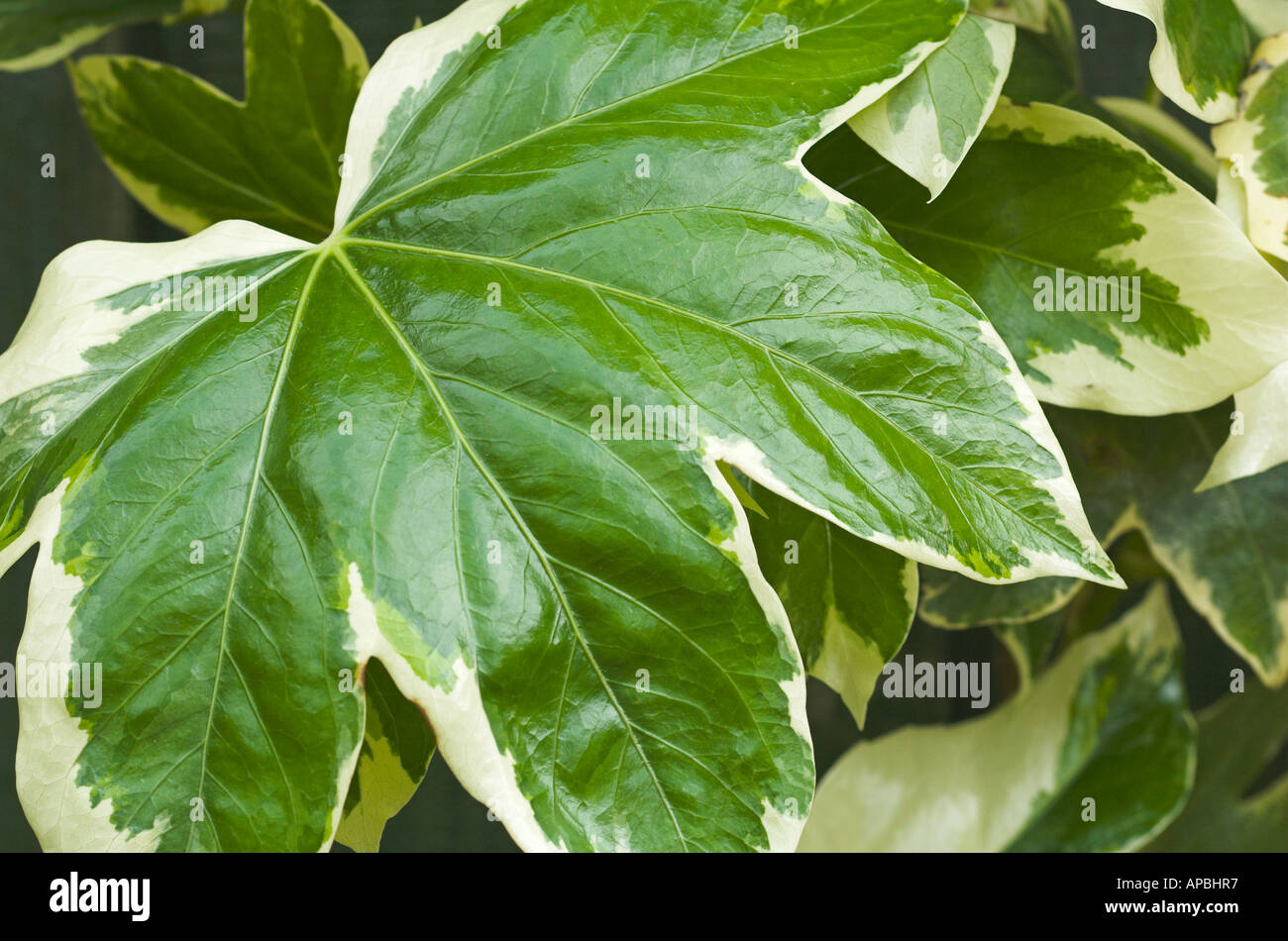 Variegated ivy white hi-res stock photography and images - Alamy