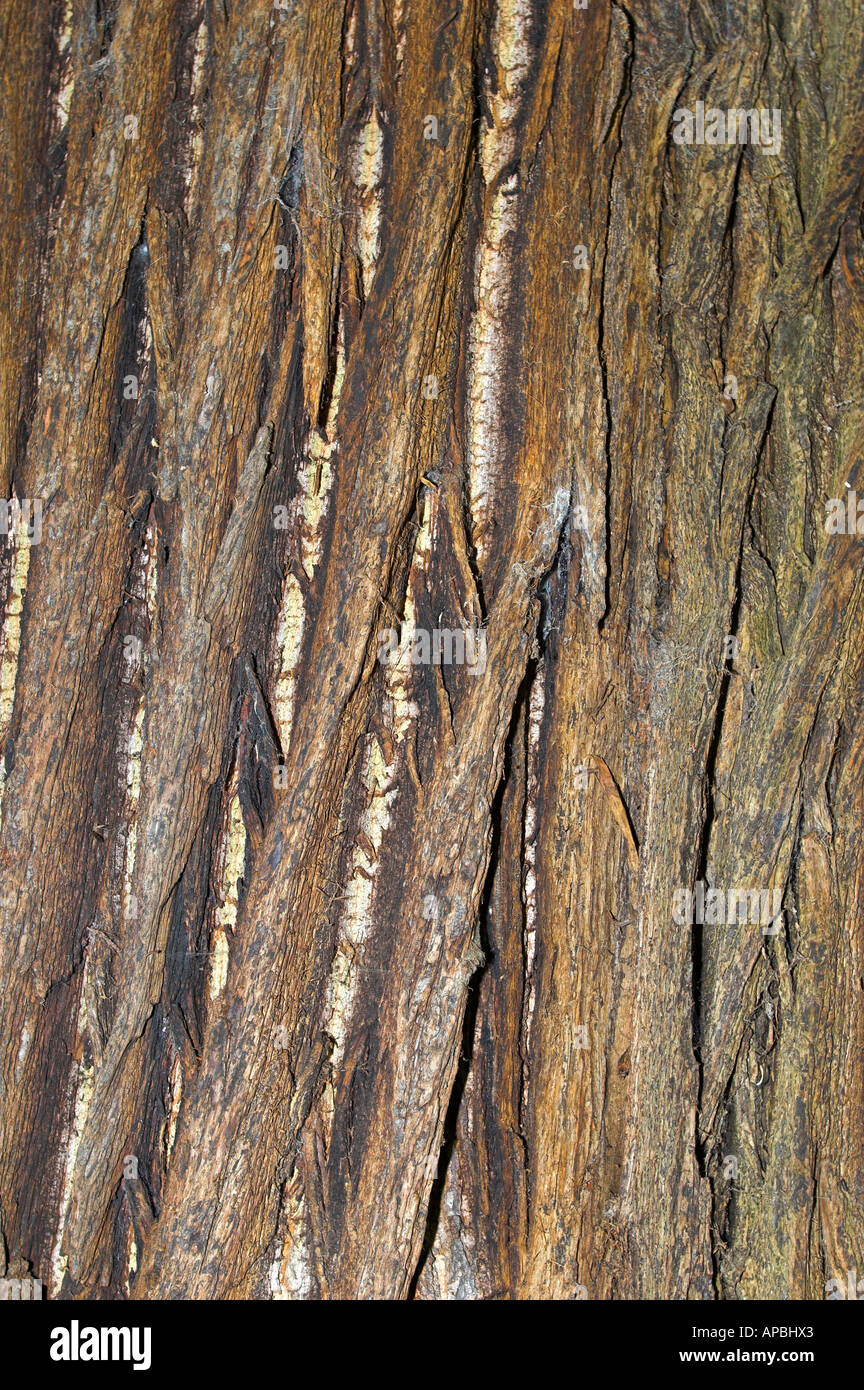 Tree bark detail in the grounds of Goodnestone House Goodnestone Park ...
