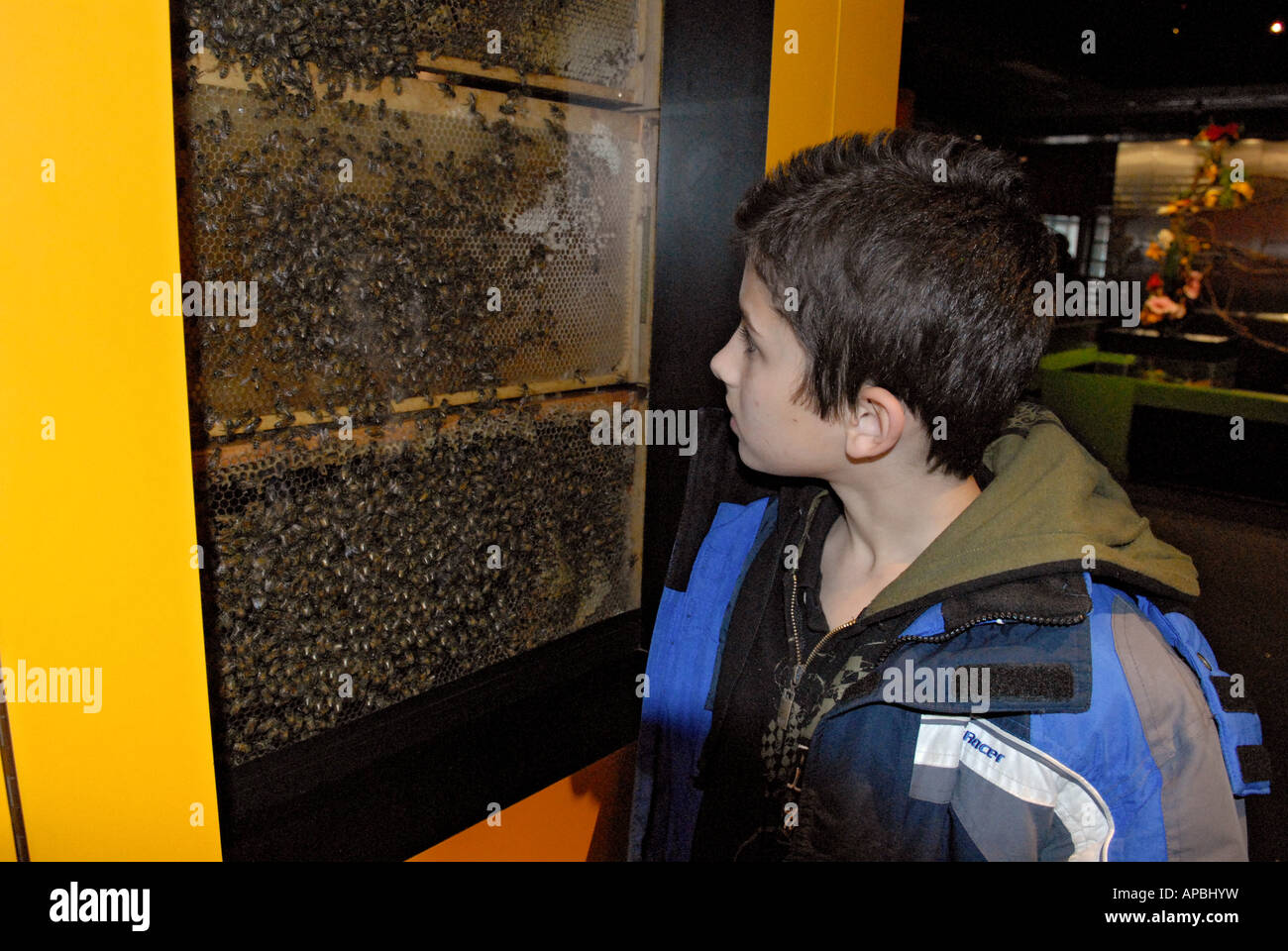 Child in the insectarium Montreal Stock Photo - Alamy