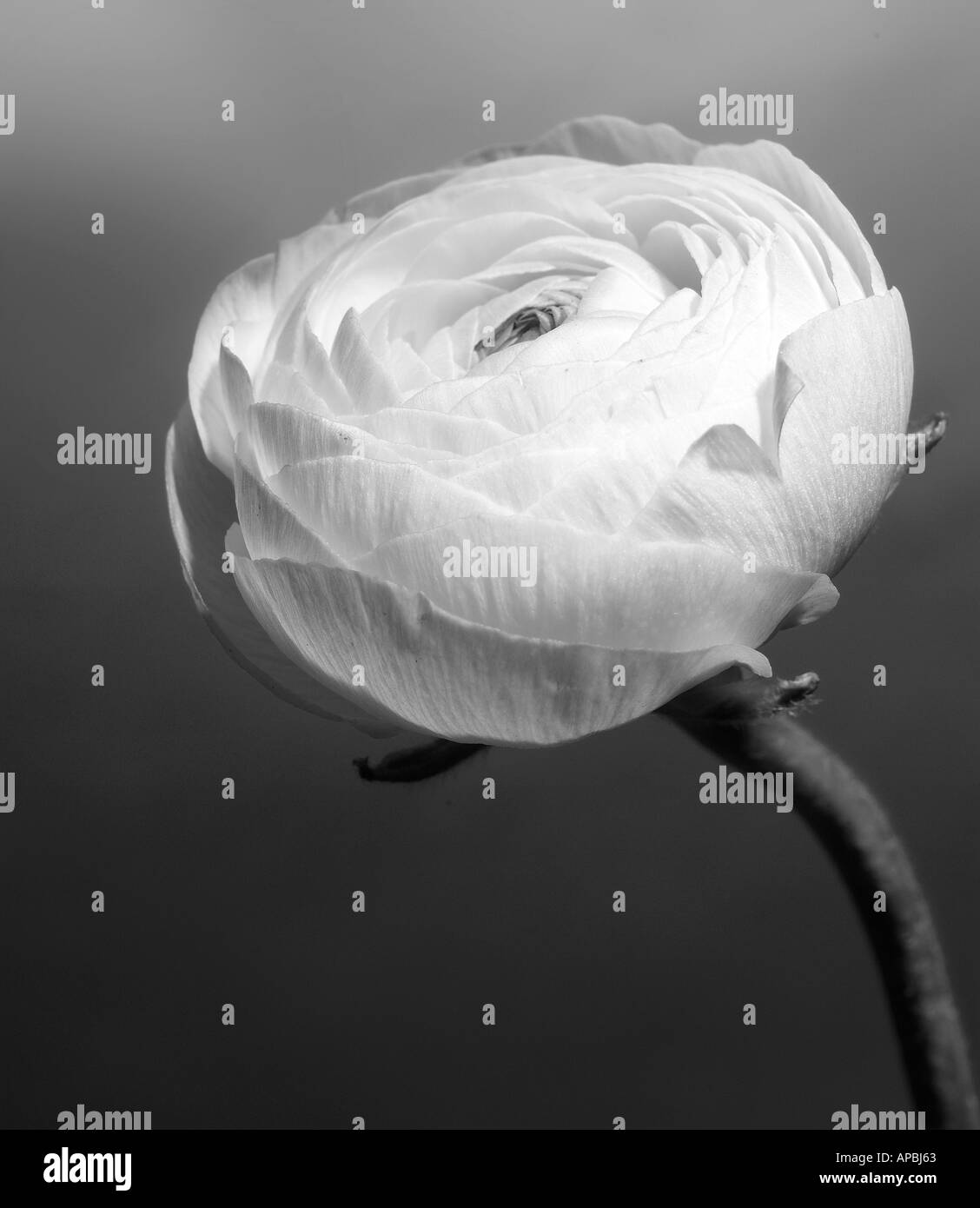 How to grow ranunculus Black and White Stock Photos & Images - Alamy