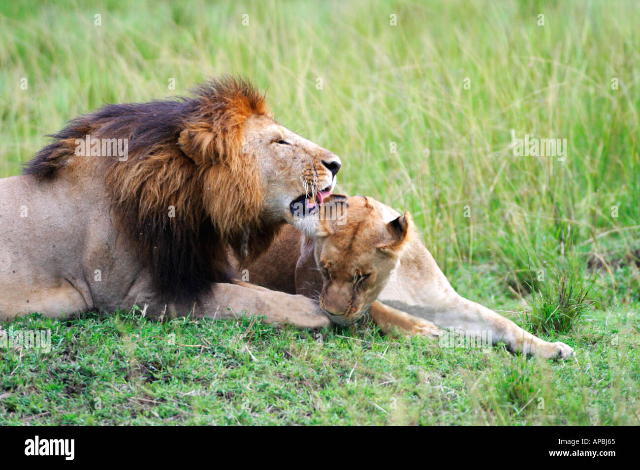 Lion licking head of lioness on grassland savannah of the Masai Mara ...