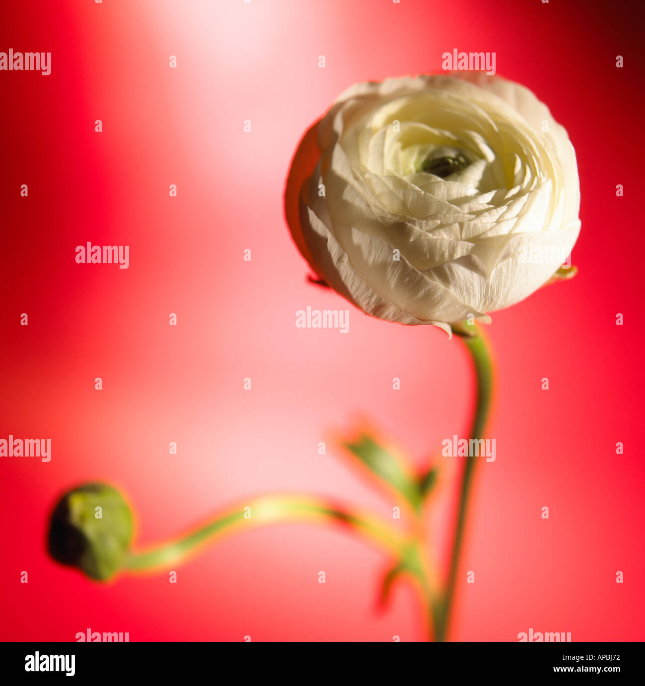 Ranunculus White Flower detailed and bud with red background Stock ...
