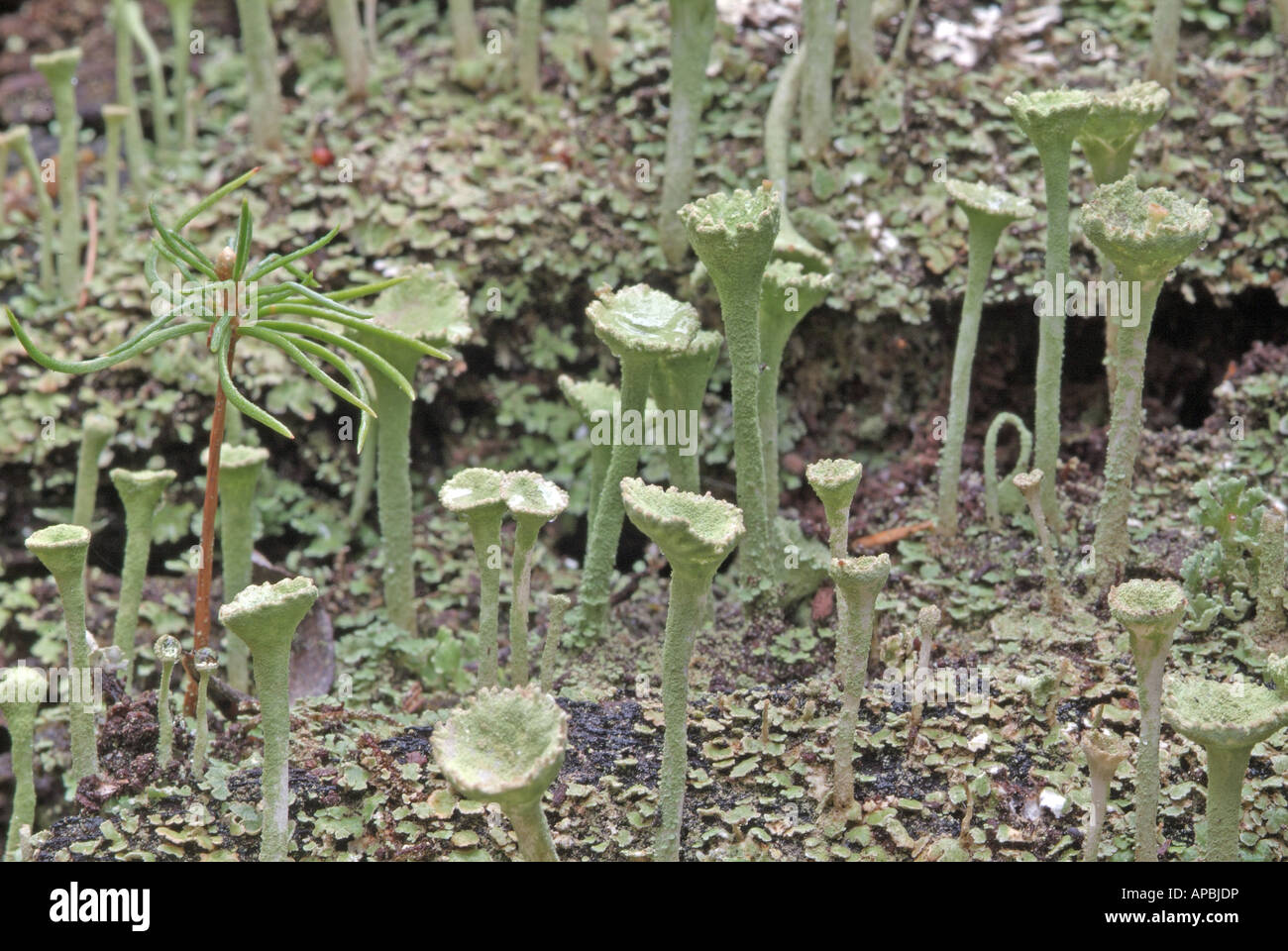 Trumpet Lichen, Cup Lichen (Cladonia fimbriata Stock Photo - Alamy