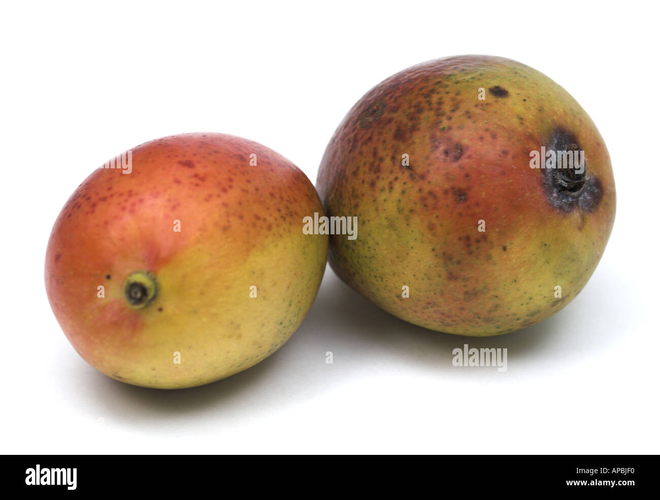 Mango Fruits Mangoes Stock Photo - Alamy