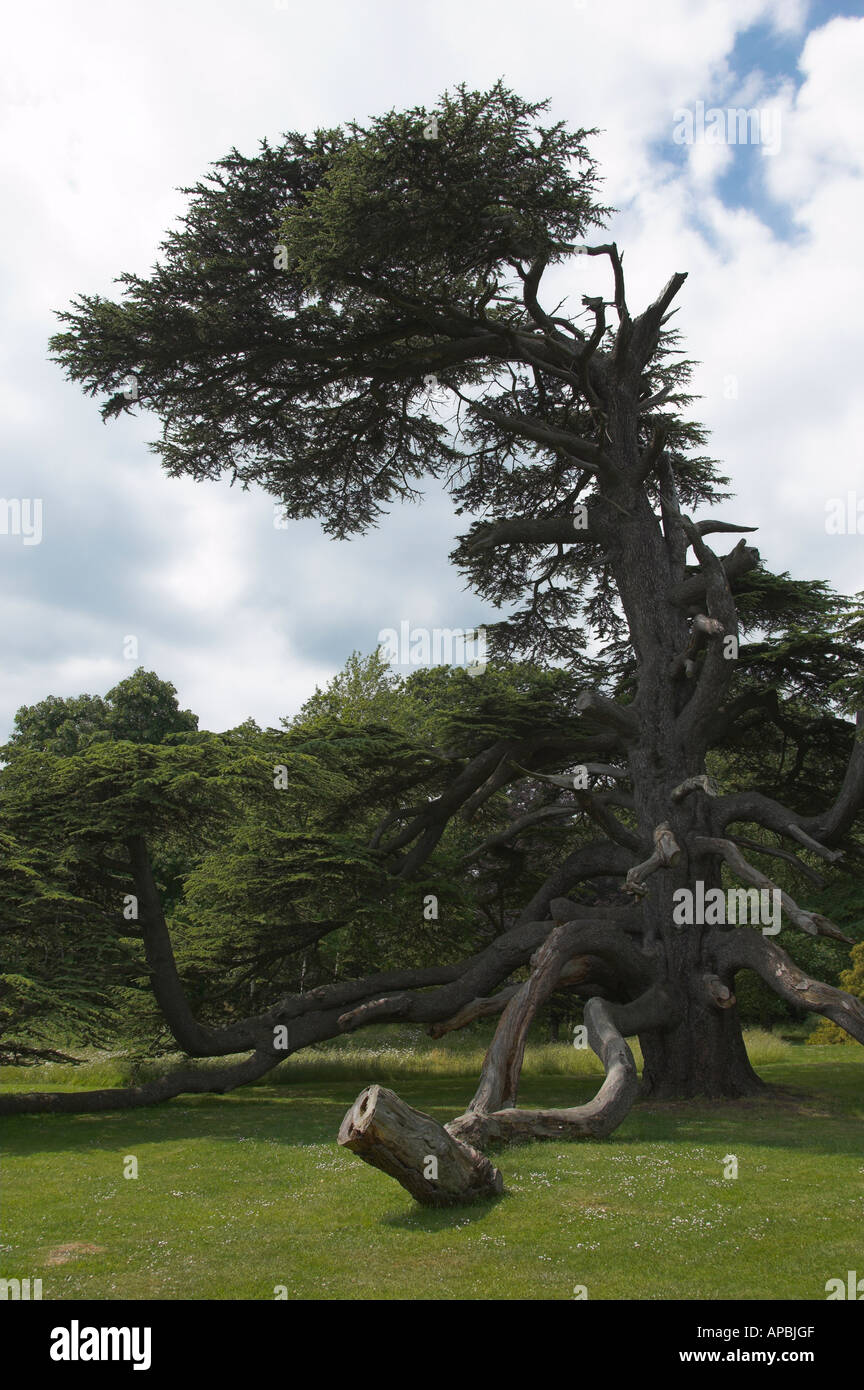Cedar of Lebanon tree Cedrus libani in the gardens of Goodestone House ...