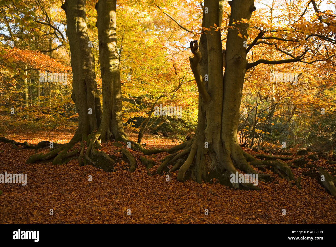 Birch woods / Fagus sylvatica in autumn Kent England UK Stock Photo - Alamy
