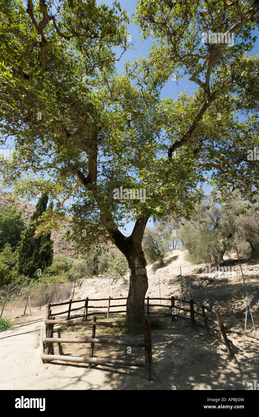 The Plane Tree of Gortys (linked to the abduction of Europe by Zeus ...