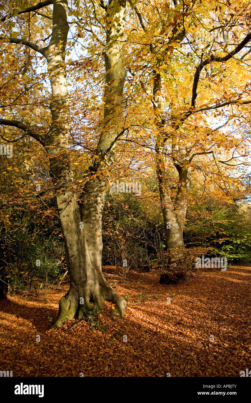 Birch woods / Fagus sylvatica in autumn Kent England UK Stock Photo - Alamy