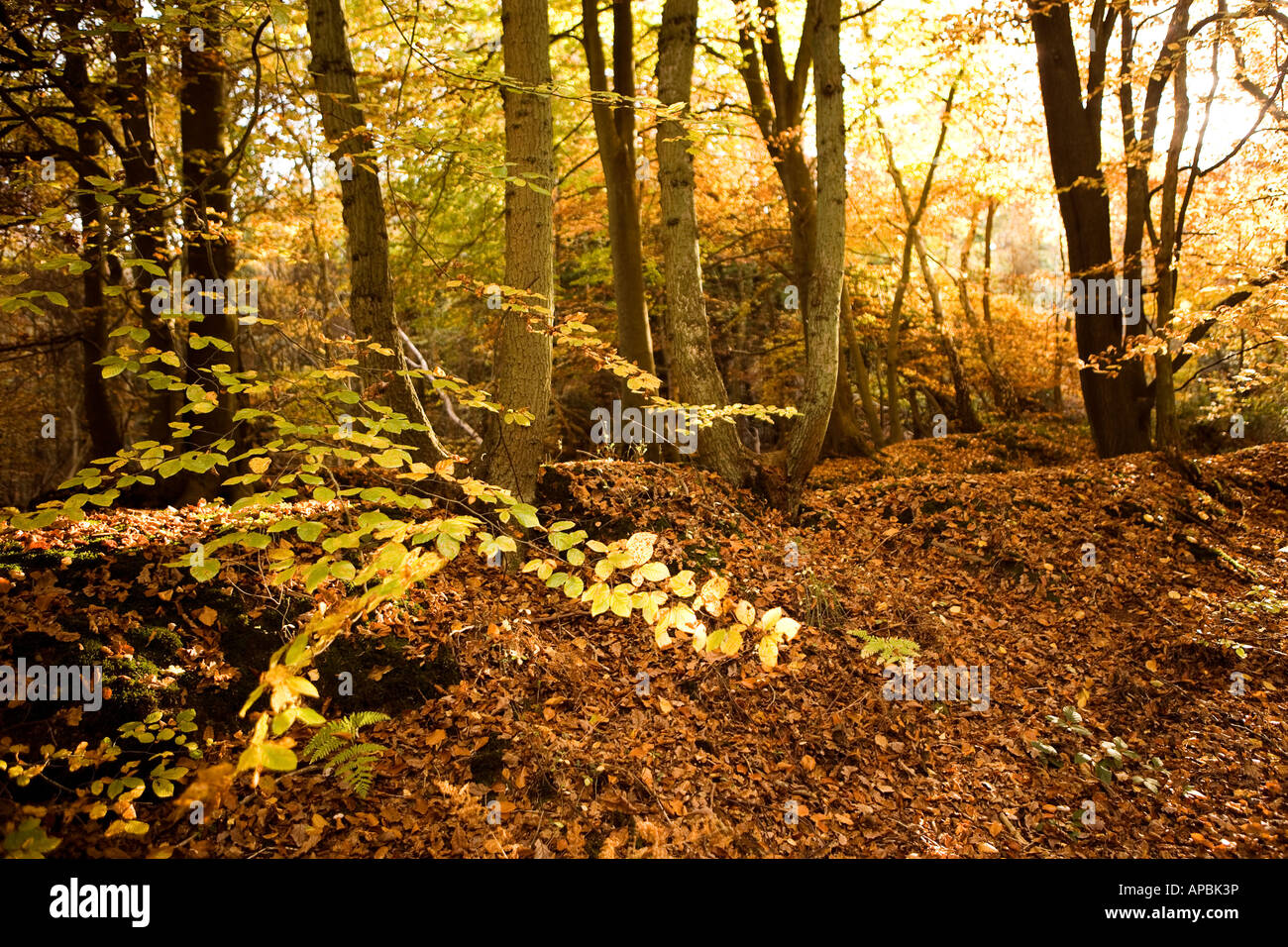 Birch woods / Fagus sylvatica in autumn Kent England UK Stock Photo - Alamy