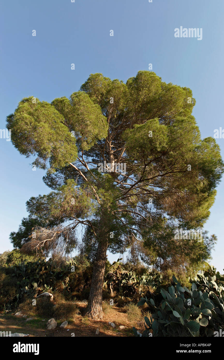 Israel Jezreel Valley Aleppo Pine tree in Sarid Stock Photo - Alamy