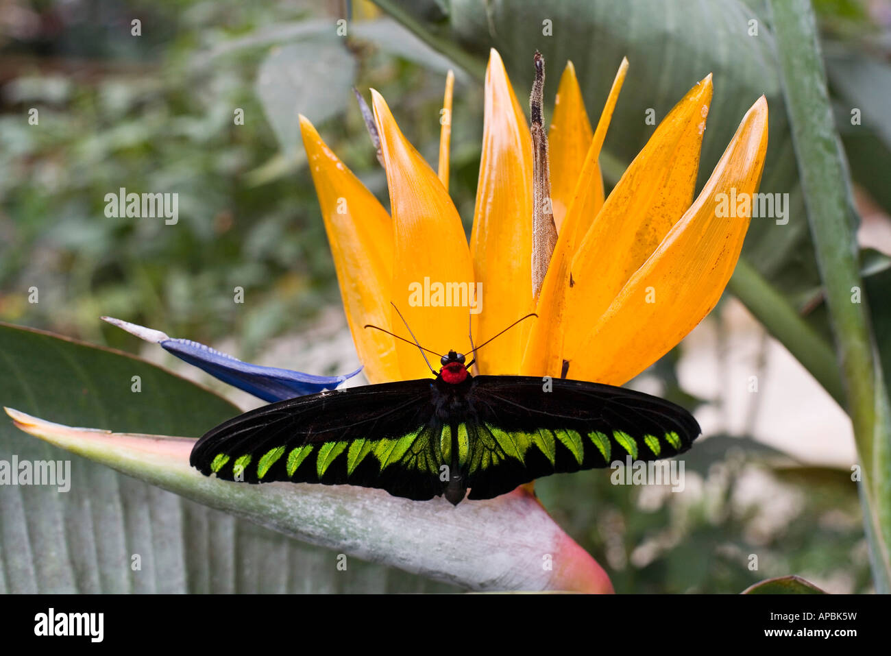 Butterflies, Cameron Highlands, Malaysia Stock Photo - Alamy