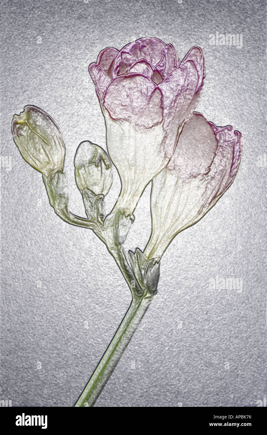 Embossed flower hi-res stock photography and images - Alamy